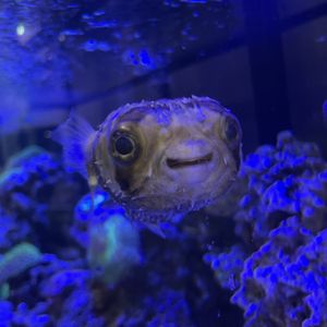 FLOATING SEA AQUATICS - 158 Photos & 23 Reviews - 8661 Old Kings Rd S ...