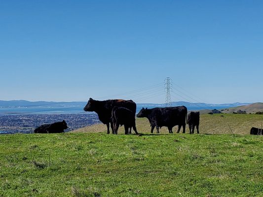 VARGAS PLATEAU REGIONAL PARK - Updated June 2026 - 400 Photos & 71 ...