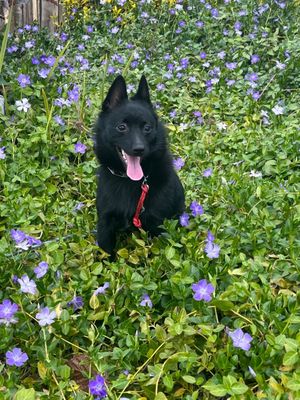 SAN RAMON VETERINARY HOSPITAL - 112 Photos & 308 Reviews - 2480 San ...