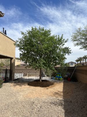 MOON VALLEY NURSERIES TREE SERVICE - Updated December 2025 - 47 Photos ...