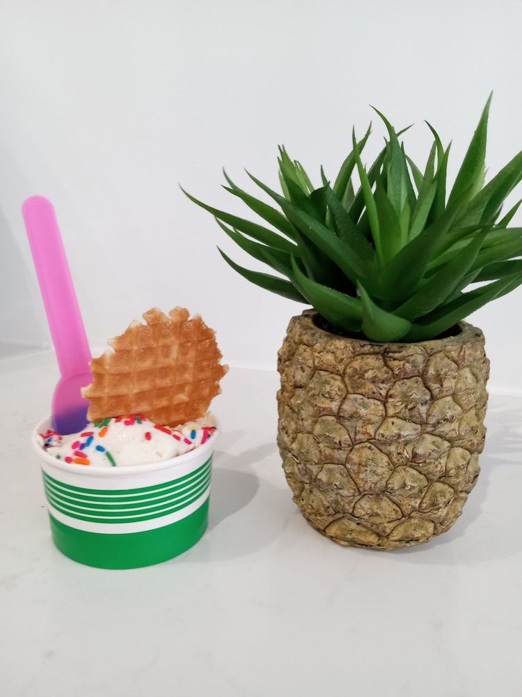 GATOR ICE CREAM - Updated March 2025 - 67 Photos & 58 Reviews - 1010 ...