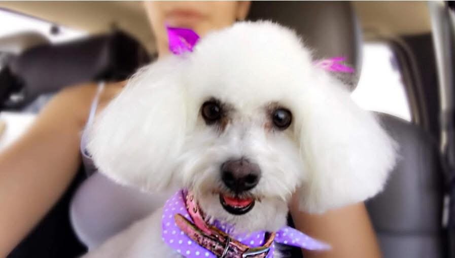 MUTT CUTS - Updated October 2025 - Request an Appointment - 31 Photos ...