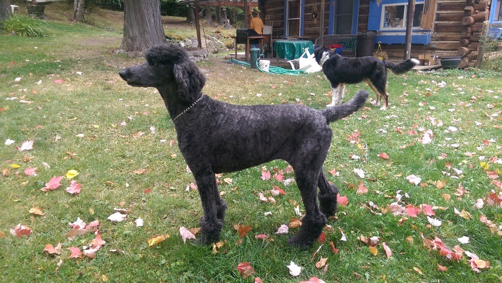 POODLE PARLOR - Updated October 2025 - 5 Ave, Kalispell, Montana - Pet ...