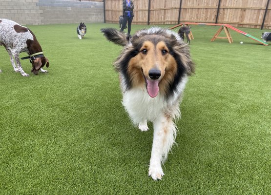 RILEY’S RANCH PET RESORT - Updated June 2024 - 15839 State Hwy 71 ...