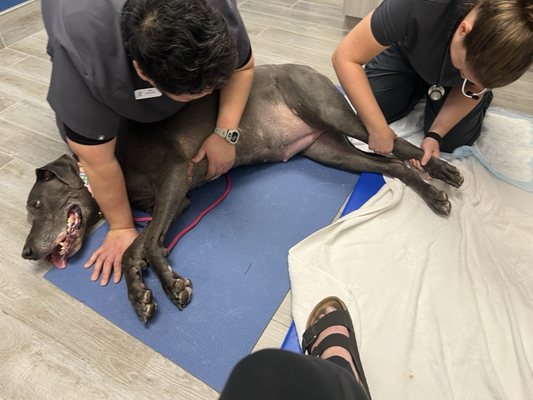 APEX VETS - Updated December 2025 - 14 Photos & 23 Reviews - 11060 ...