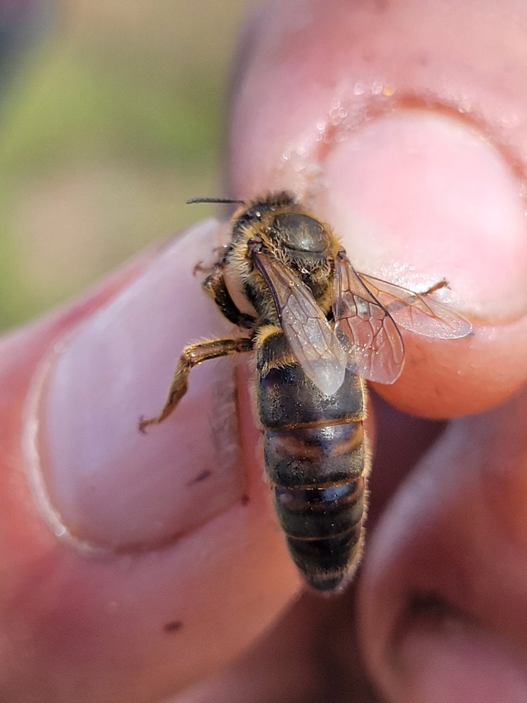 CISNEROS & SONS HONEY BEES - Updated July 2025 - 4325 Alta Flournoy Way ...