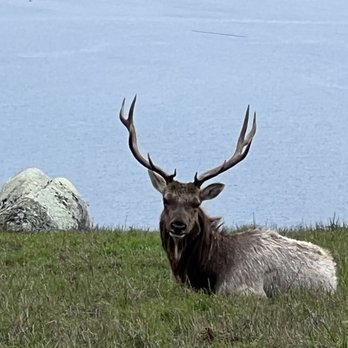 TOMALES POINT TRAIL - TULE ELK PRESERVE - Updated December 2025 - 948 ...
