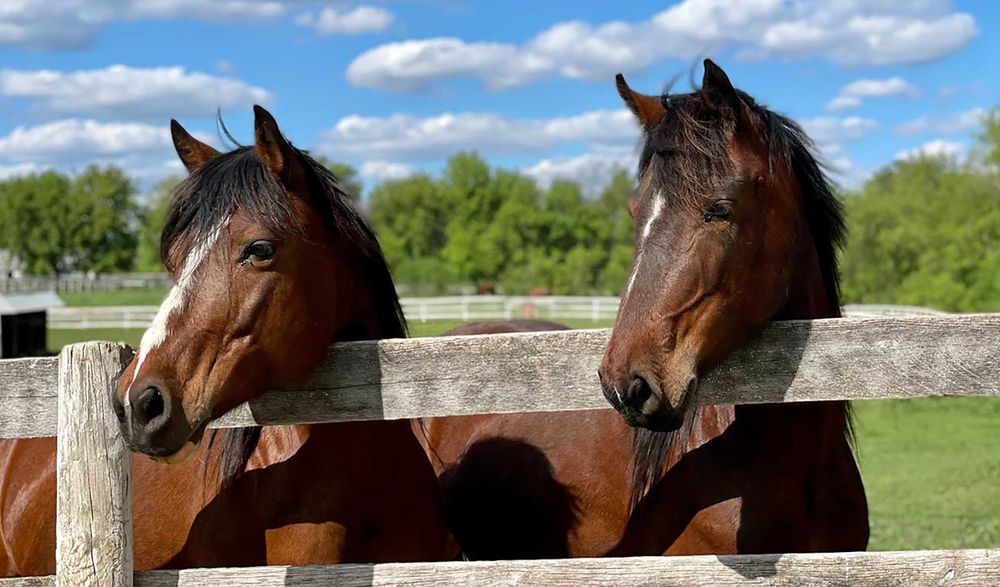 HOOVED ANIMAL HUMANE SOCIETY - Updated January 2026 - 10804 McConnell ...