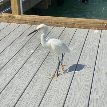 SHELL KEY SHUTTLE - Updated October 2025 - 81 Photos & 39 Reviews - 801 ...