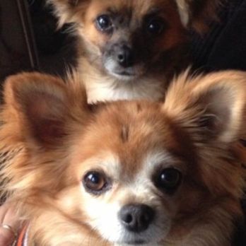 ANIMAL FRIENDS RESCUE PROJECT - Updated December 2025 - 41 Photos & 75 ...