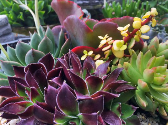 FLOWER POWER PROSPECT - Updated December 2025 - 25 Rowood Rd, Prospect ...