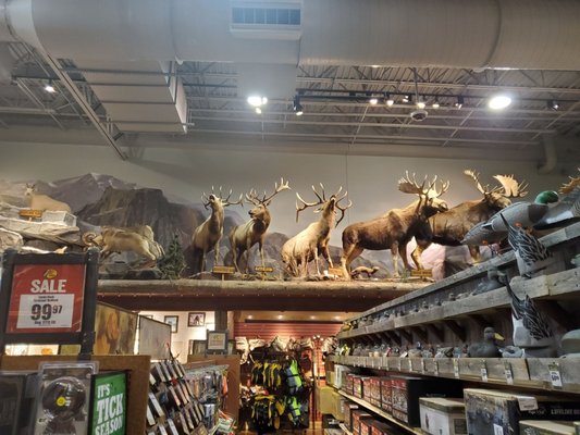 BASS PRO SHOPS - GRAPEVINE - 307 Photos & 184 Reviews - 2501 Bass Pro ...