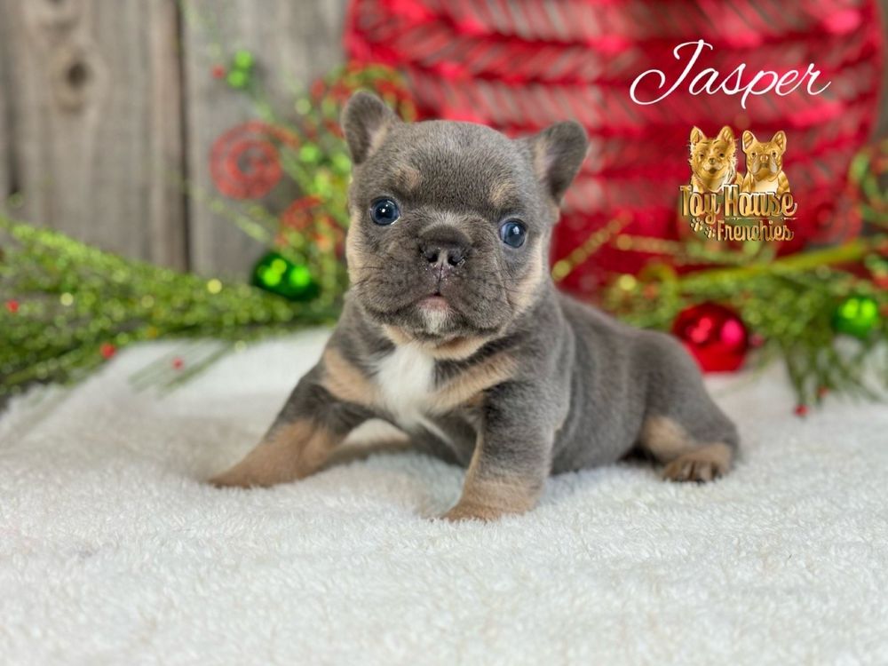 TOY HOUSE FRENCHIES - Updated June 2025 - 29 Photos - Jefferson, Oregon ...