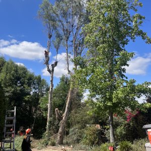 MASTER TREE SERVICES - 176 Photos & 166 Reviews - Escondido, California ...
