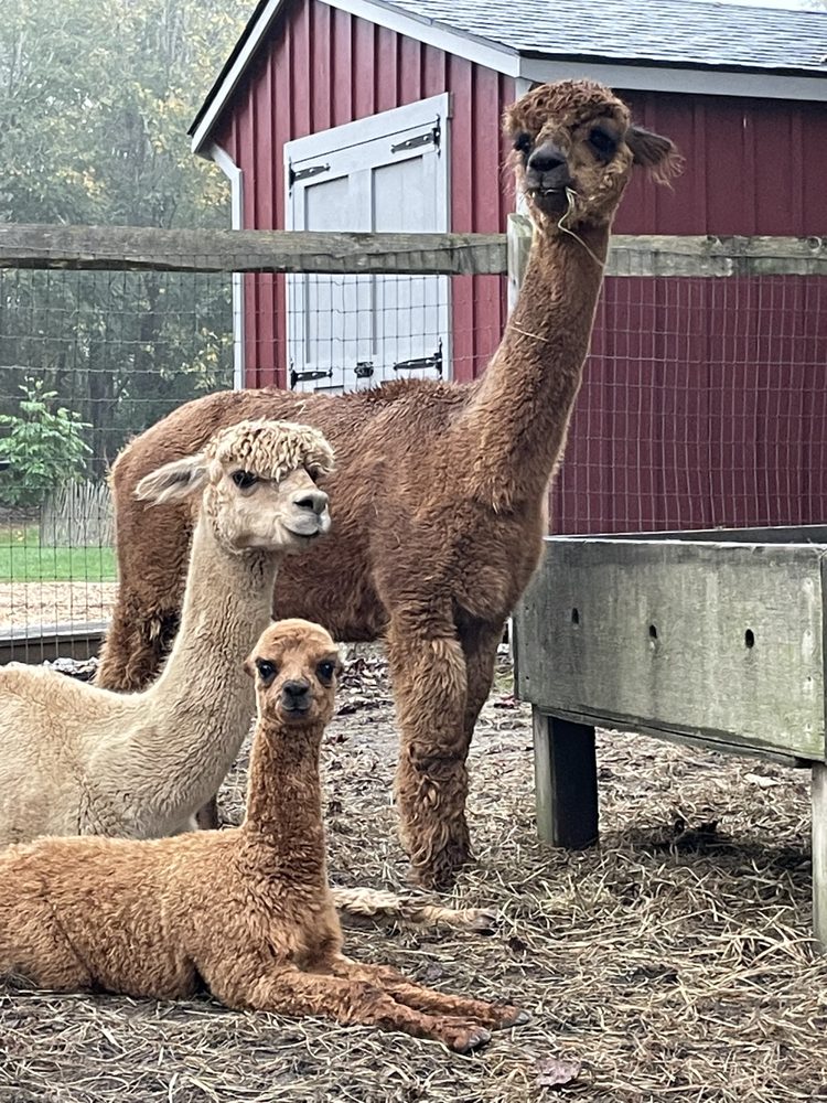 HOPE ALPACA FARM - Updated November 2025 - 30 Photos - 134 Maple Ave ...