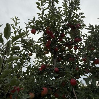 APPLE RIDGE ORCHARDS - Updated October 2025 - 242 Photos & 108 Reviews ...