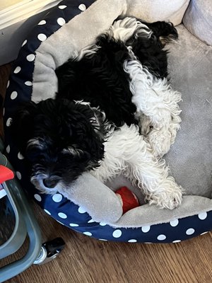 ALL PETS CLUB - Updated October 2025 - 49 Photos & 59 Reviews - 1167 N ...