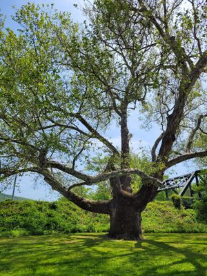PINCHOT SYCAMORE TREE PARK - Updated January 2026 - 91 Photos & 12 ...