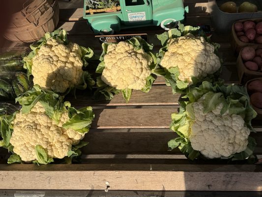 BECNEL BEN SOUTH LOUISIANA CITRUS & VEGETABLE FARM - Updated October ...