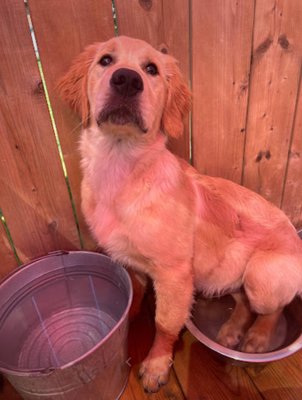 MUTTY PAWS DAYCARE AND GROOMING - Updated December 2025 - 1531 County ...