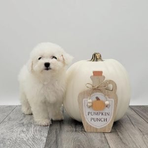 THE PUPPY STORE LAS VEGAS - Updated December 2024 - 31 Photos & 45 ...