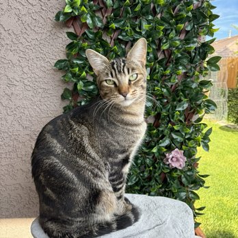 NEVADA HUMANE SOCIETY - Updated December 2025 - 225 Photos & 163 ...