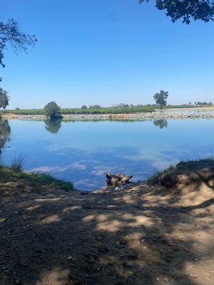 LODI LAKE - 13 Photos - 1101 W Turner Rd, Lodi, CA - Yelp