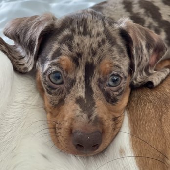 PET RANCH - Updated August 2024 - 32 Photos & 67 Reviews - 3833 E 120th ...