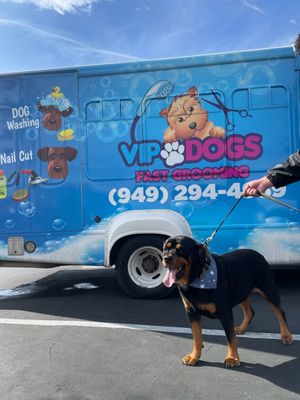 VIP DOGS FAST GROOMING - Updated November 2024 - 196 Photos & 28 ...