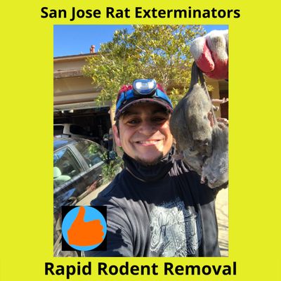 RAPID RODENT REMOVAL LAS VEGAS - Updated March 2026 - 1133 Photos & 473 Reviews - 8148 Waltons ...
