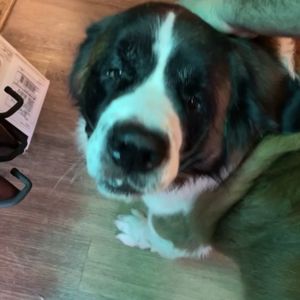 RED RIFLE - 136 Photos & 251 Reviews - 1505 E Del Amo Blvd, Carson, CA ...