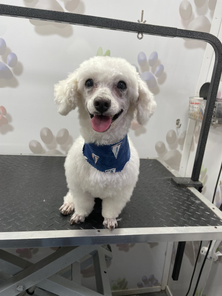 SAMMY PETS - Updated July 2025 - 42 Photos - Charlotte, North Carolina ...