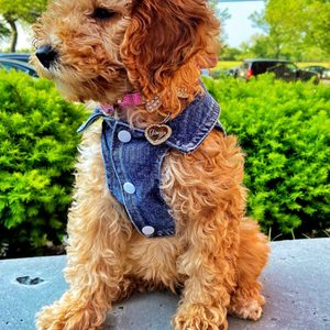 POSH PETS RESCUE - Updated January 2026 - 438 Photos & 299 Reviews ...