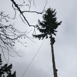 Best Tree Services Near Me - December 2025: Find Nearby Tree Services ...