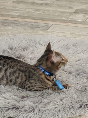 MEOWS CORNER - Updated November 2024 - 42 Photos & 37 Reviews - 21435 ...