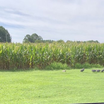 HILL RIDGE FARMS - Updated November 2025 - 172 Photos & 66 Reviews ...