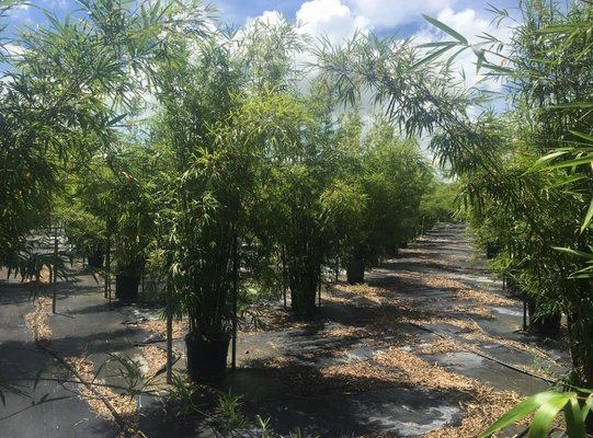 PELTONS BAMBOO - Updated November 2025 - 23 Photos & 12 Reviews - 13831 ...