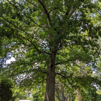 THE TREE THAT OWNS ITSELF - Updated December 2025 - 22 Photos & 15 ...