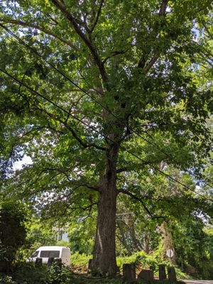 THE TREE THAT OWNS ITSELF - Updated October 2025 - 22 Photos & 15 ...