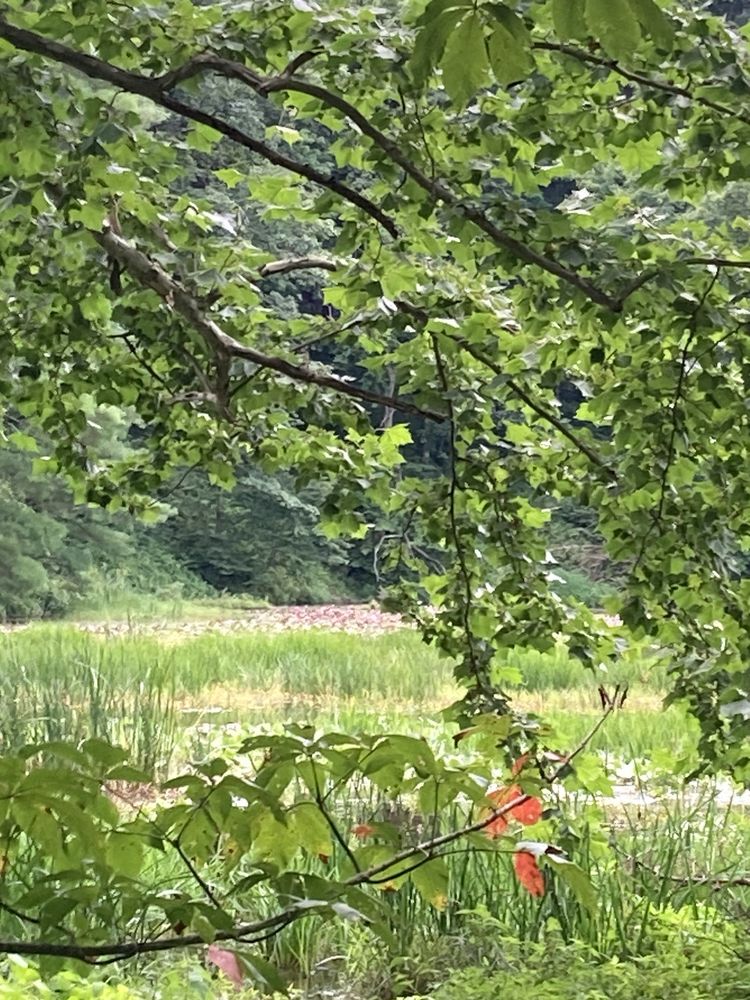 ZALESKI STATE FOREST - Updated July 2025 - 19 Photos - 29681 St Rte 278 ...