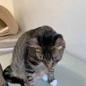 THE CAFFEINATED CAT - 123 Photos & 53 Reviews - 331 1st Ave N ...