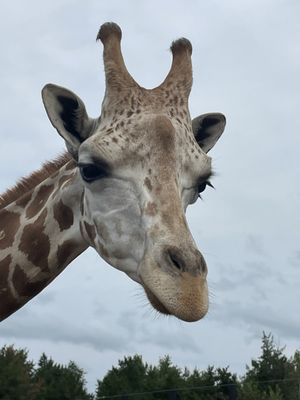 SAFARI NORTH WILDLIFE PARK - Updated August 2025 - 67 Photos & 36 ...