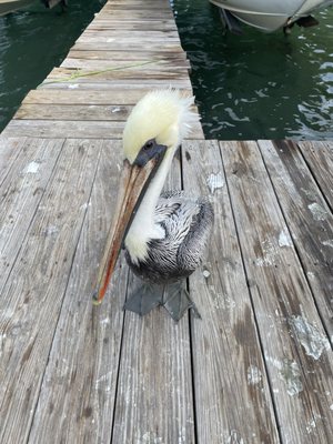 HUNGRY TARPON RESTAURANT - 600 Photos & 535 Reviews - 77522 Overseas ...