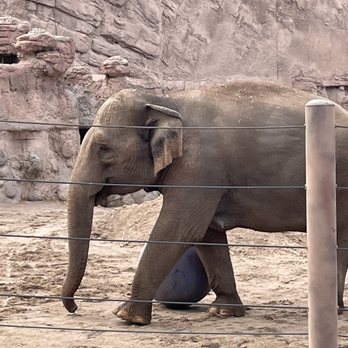 ABQ BIOPARK ZOO - Updated May 2024 - 826 Photos & 250 Reviews - 903 ...