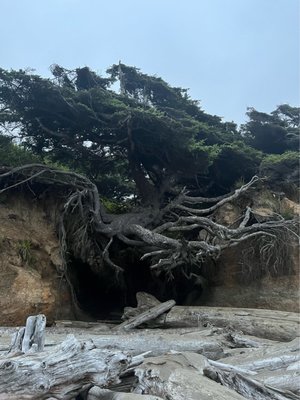 TREE OF LIFE - Updated May 2024 - 35 Photos & 13 Reviews - 101 Old ...