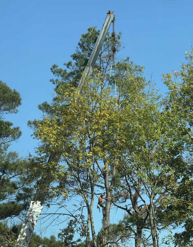 VITAL TREE SOLUTIONS - Updated May 2025 - 6000 New Natchitoches Rd ...