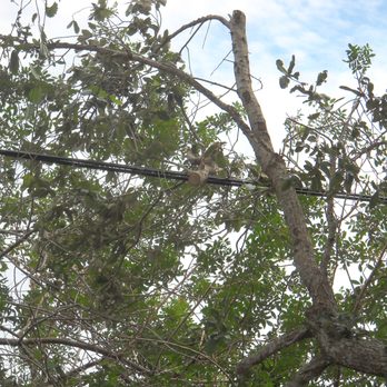 LEWIS TREE SERVICE - Updated December 2025 - 21 Photos & 30 Reviews ...