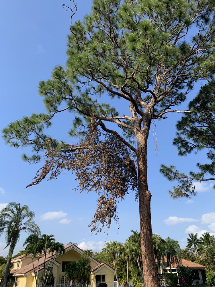 BOCA TREE SERVICE - Updated November 2025 - 12 Reviews - Boca Raton ...