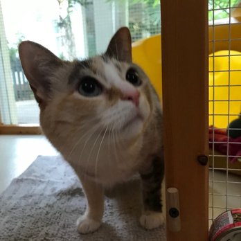 A COUNTRY CAT HOUSE - Updated September 2025 - 15 Photos & 21 Reviews ...