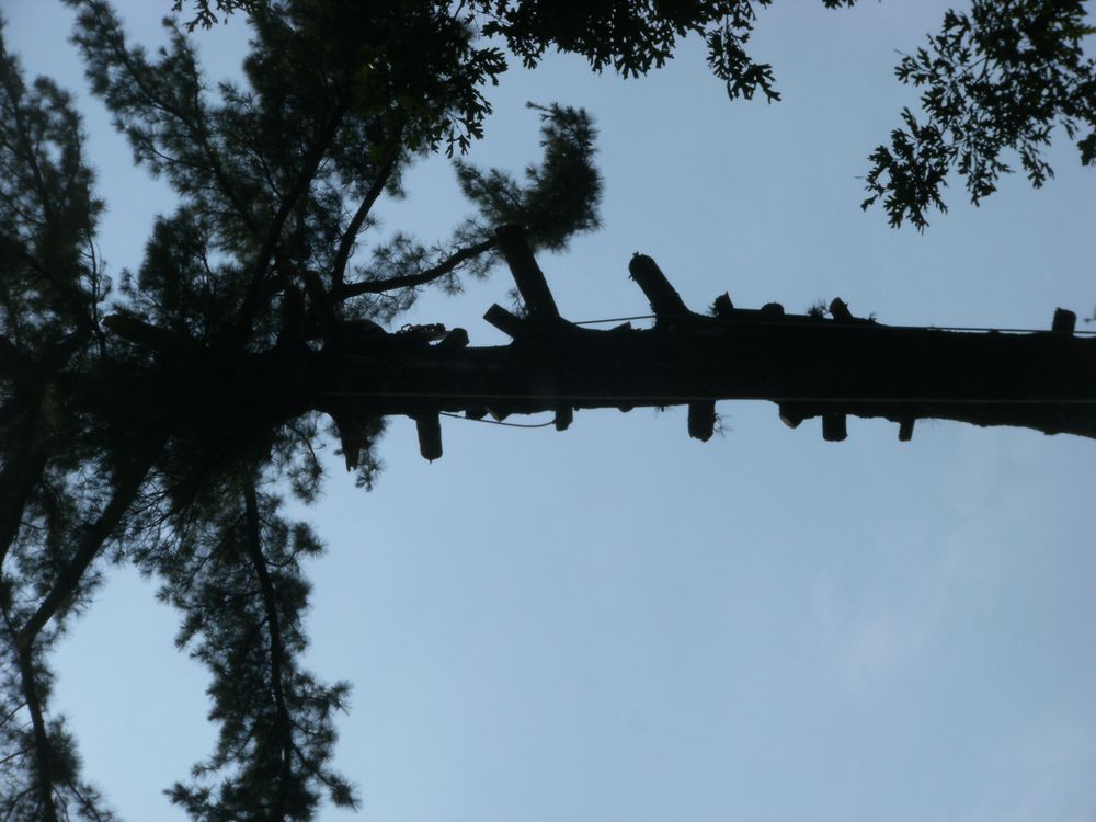 DROP ZONE TREE CARE - Updated September 2024 - Request a Quote - 11 ...